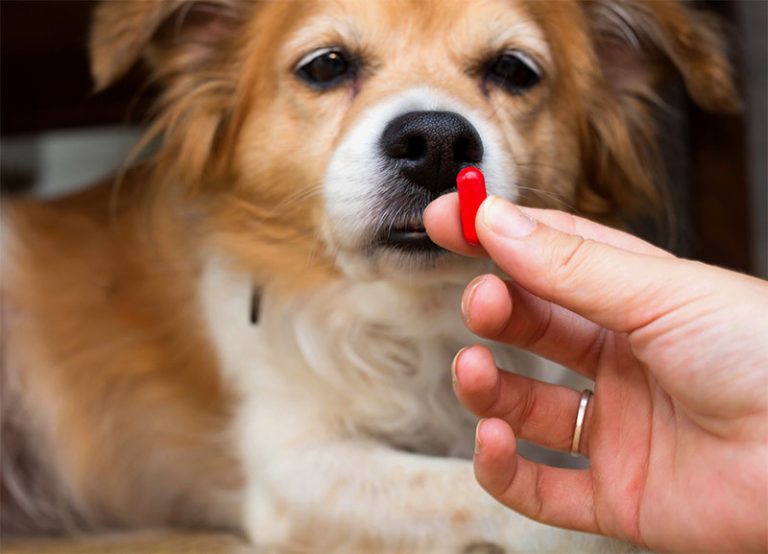 Animal Pain Awareness Month: Tips for Managing Your Pets Pain ...