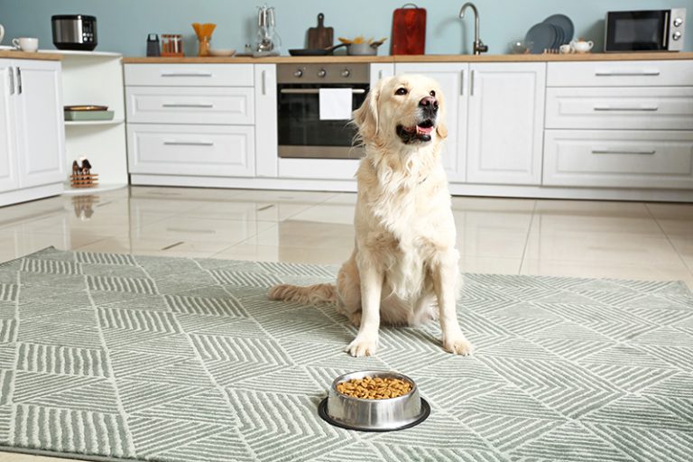 Celebrate National Cook for your Pet Day » Canonsburg, PA » Akeso ...