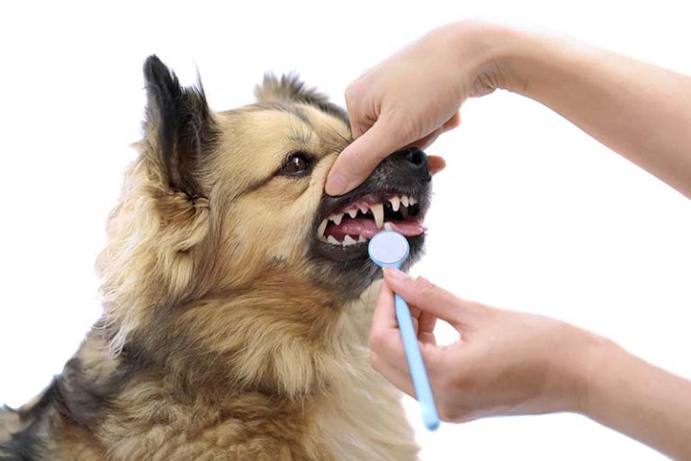 5 Essential Tips for Keeping Your Pet's Teeth Healthy During Dental ...