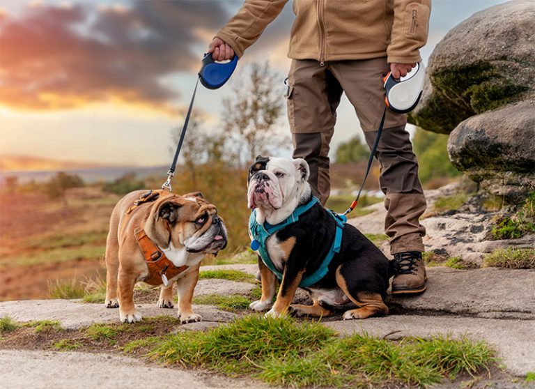 Bulldogs Are Beautiful Day: The Many Reasons Why We Love Them ...