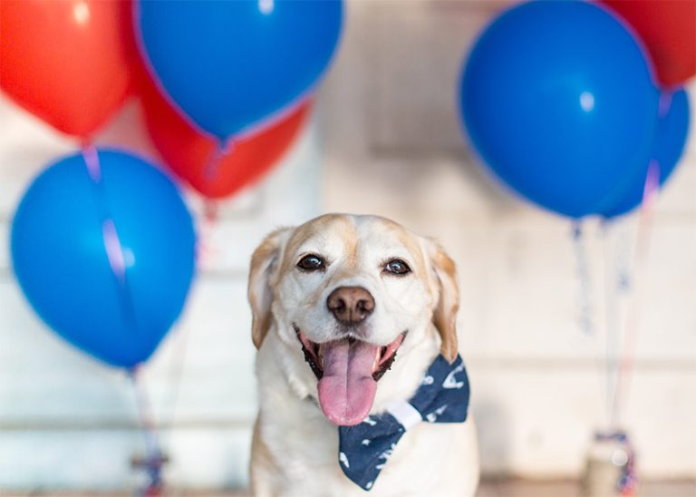 Dog Party Day - Top 5 Dog Party Ideas in Summer! | Canonsburg, PA ...